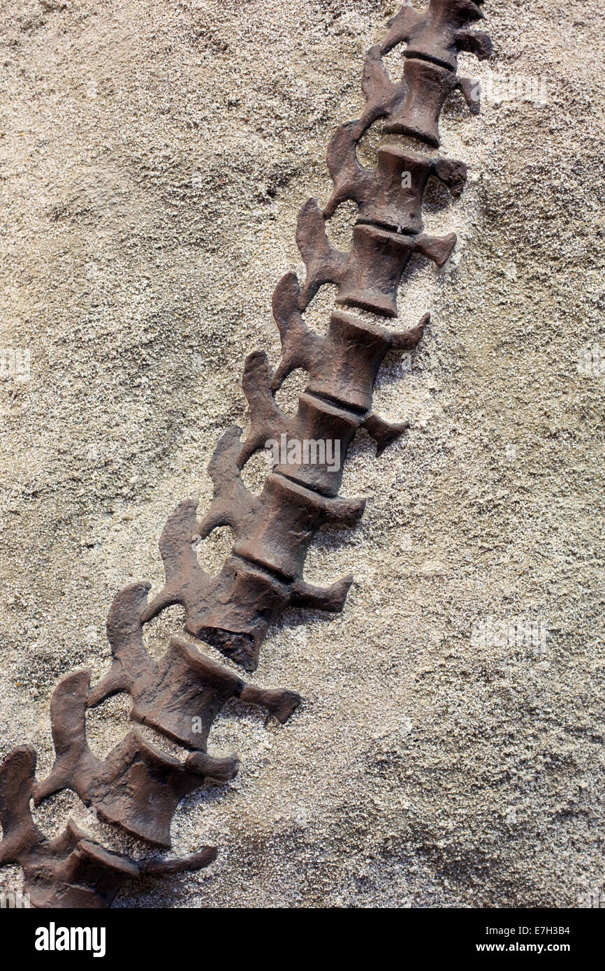 Jensen, Utah - Part of a Camarasaurus at the Quarry Exhibit Hall in ...