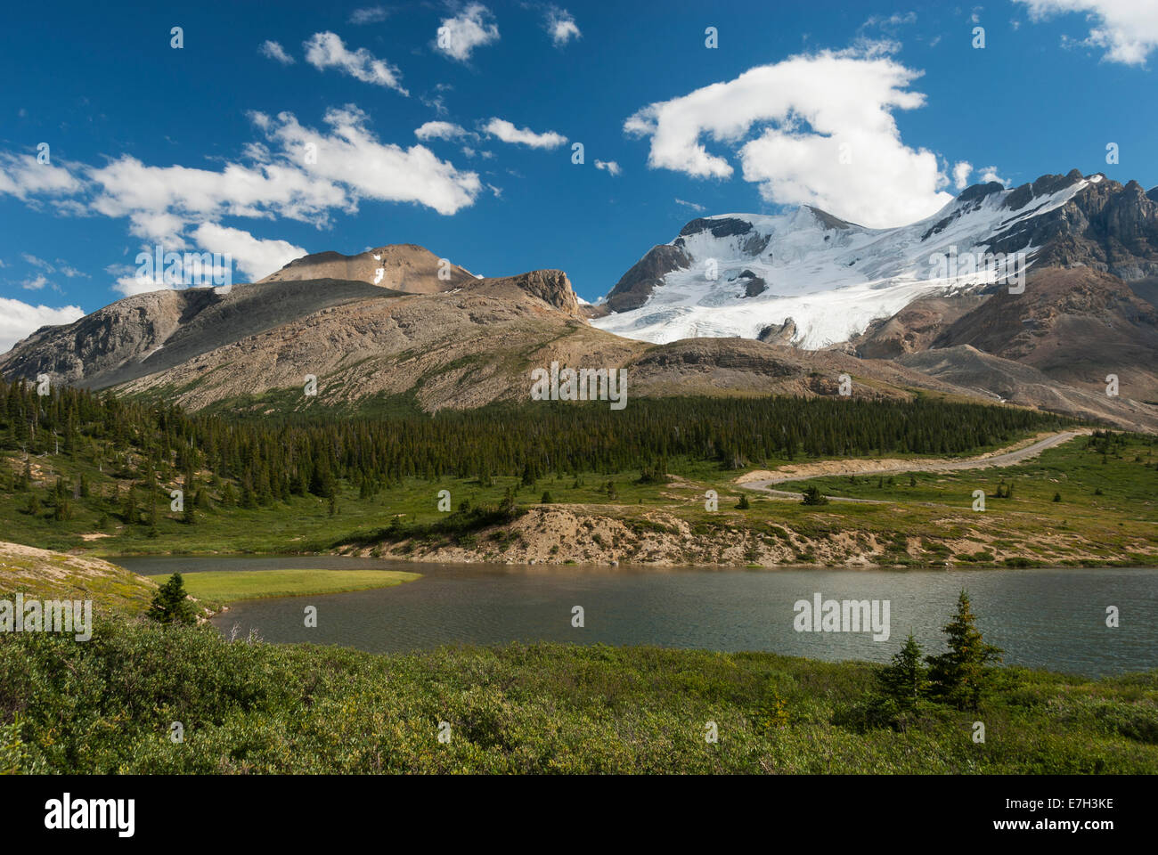 Elk203-7392 Canada, Alberta, Jasper National Park, Columbia Icefield ...