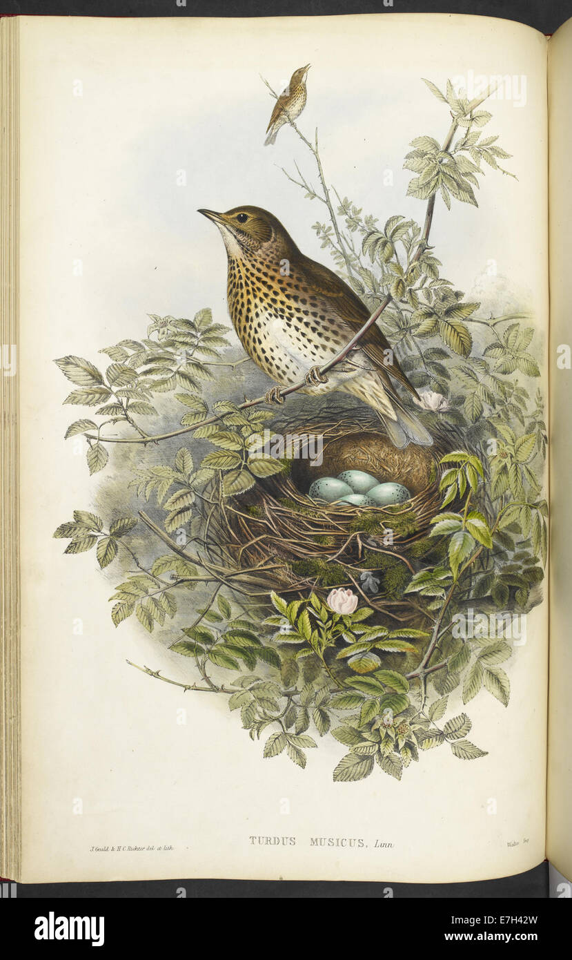 A 1873 illustration of the thrush (Turdus Musicus), featured in 'The ...