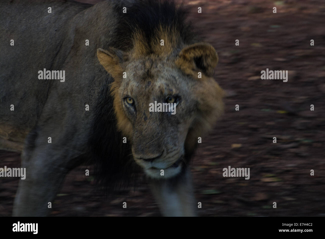 Lion stopping and turning Stock Photo - Alamy