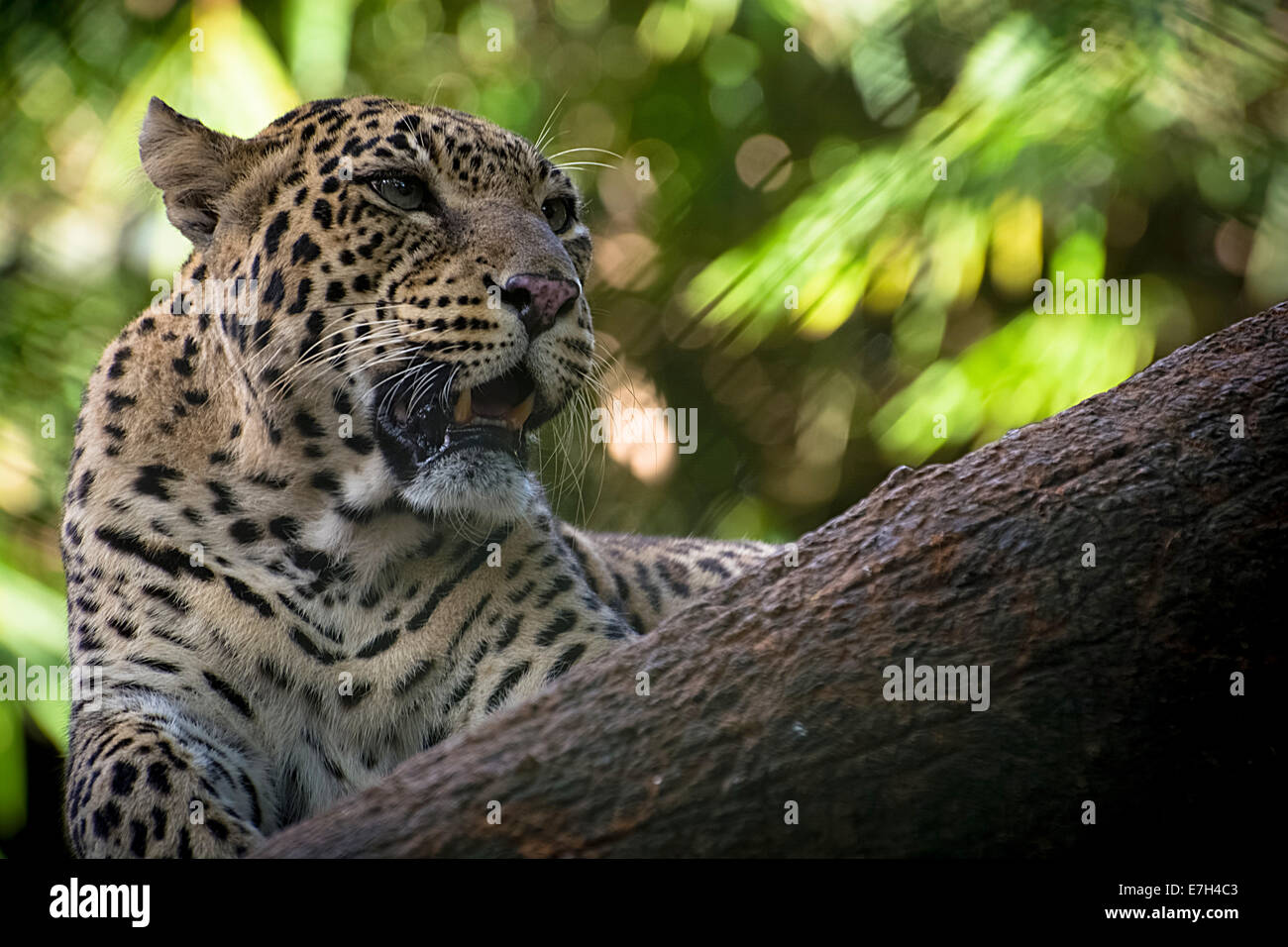 Long gaze hi-res stock photography and images - Alamy