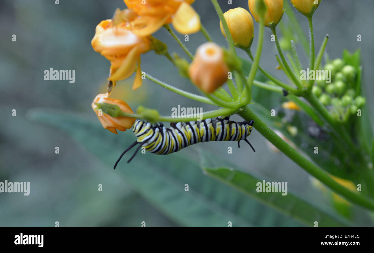 insect monarch caterpillar Stock Photo - Alamy