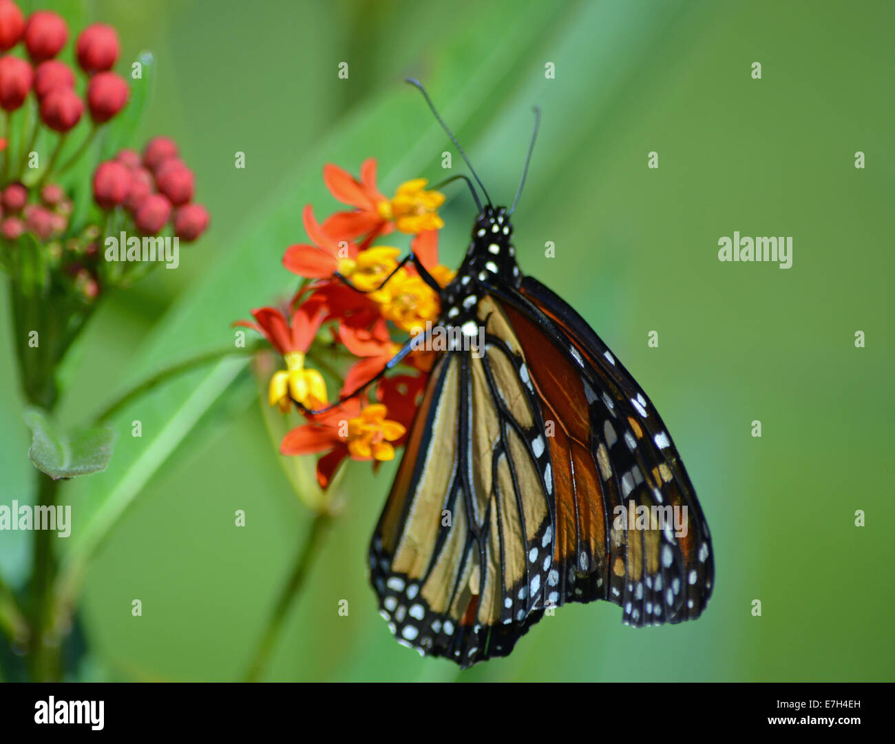 insect monarch butterfly Stock Photo - Alamy