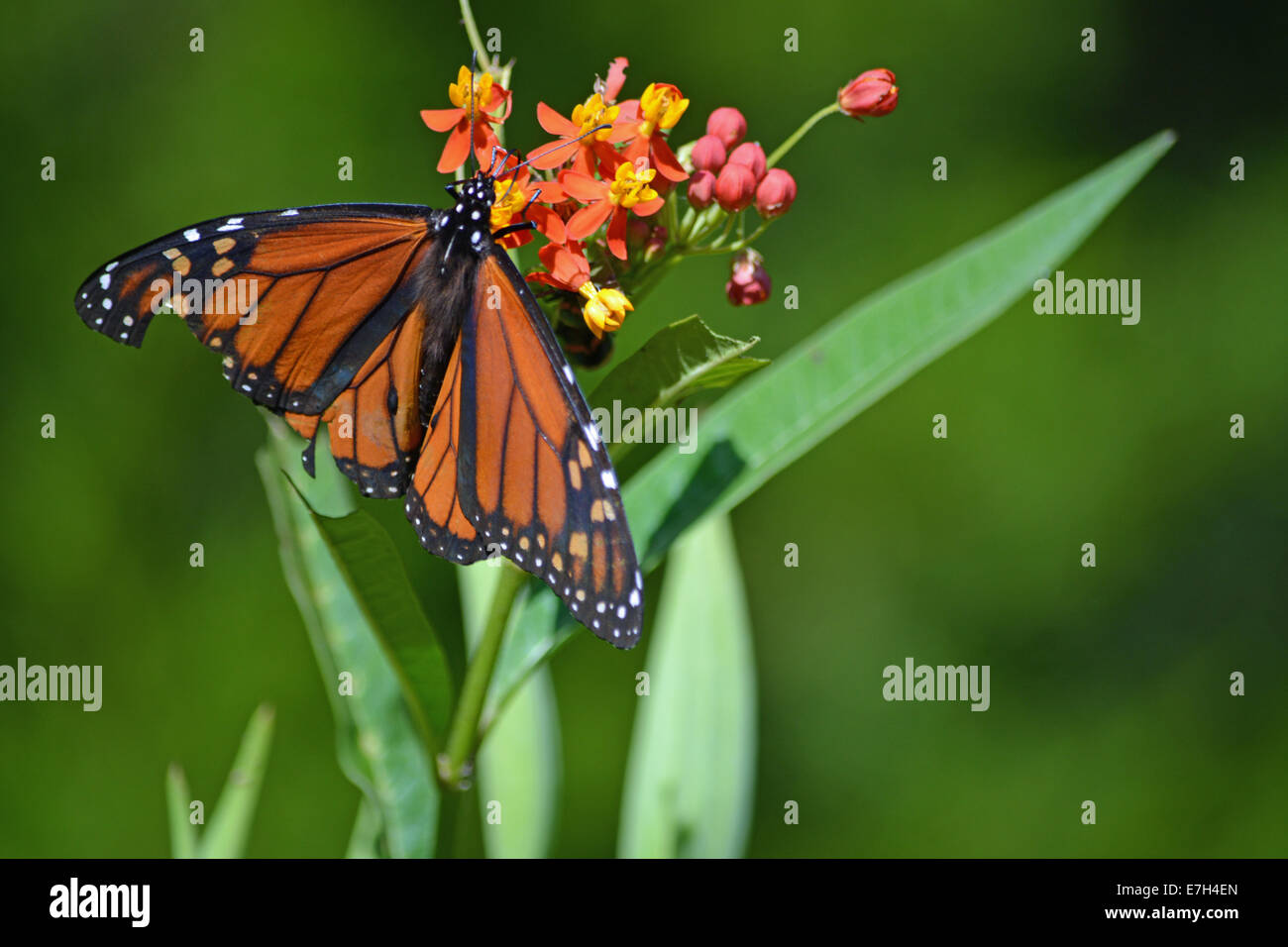 insect monarch butterfly Stock Photo - Alamy