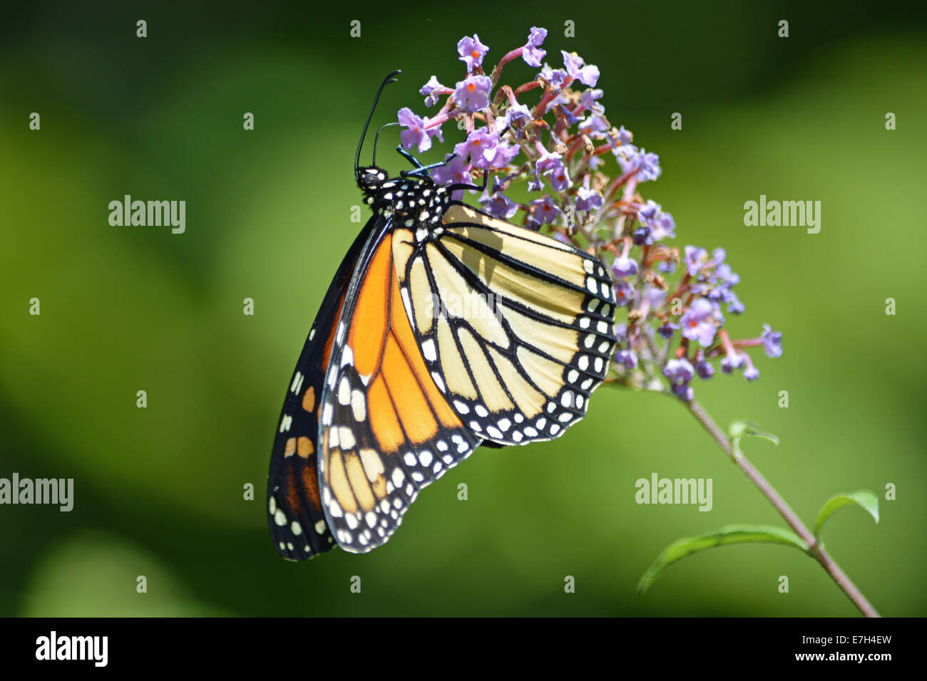 insect monarch butterfly Stock Photo - Alamy