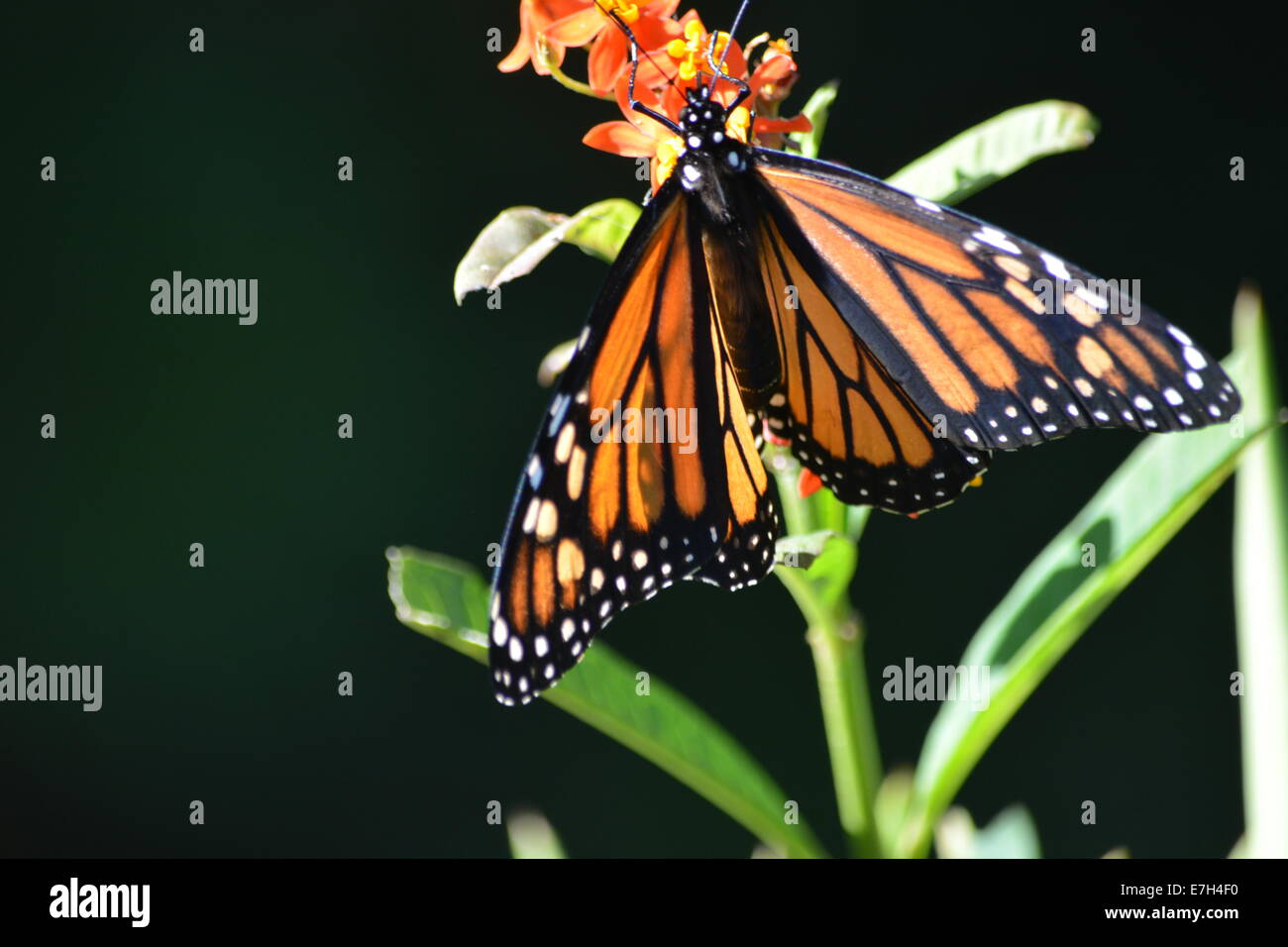 insect monarch butterfly Stock Photo - Alamy