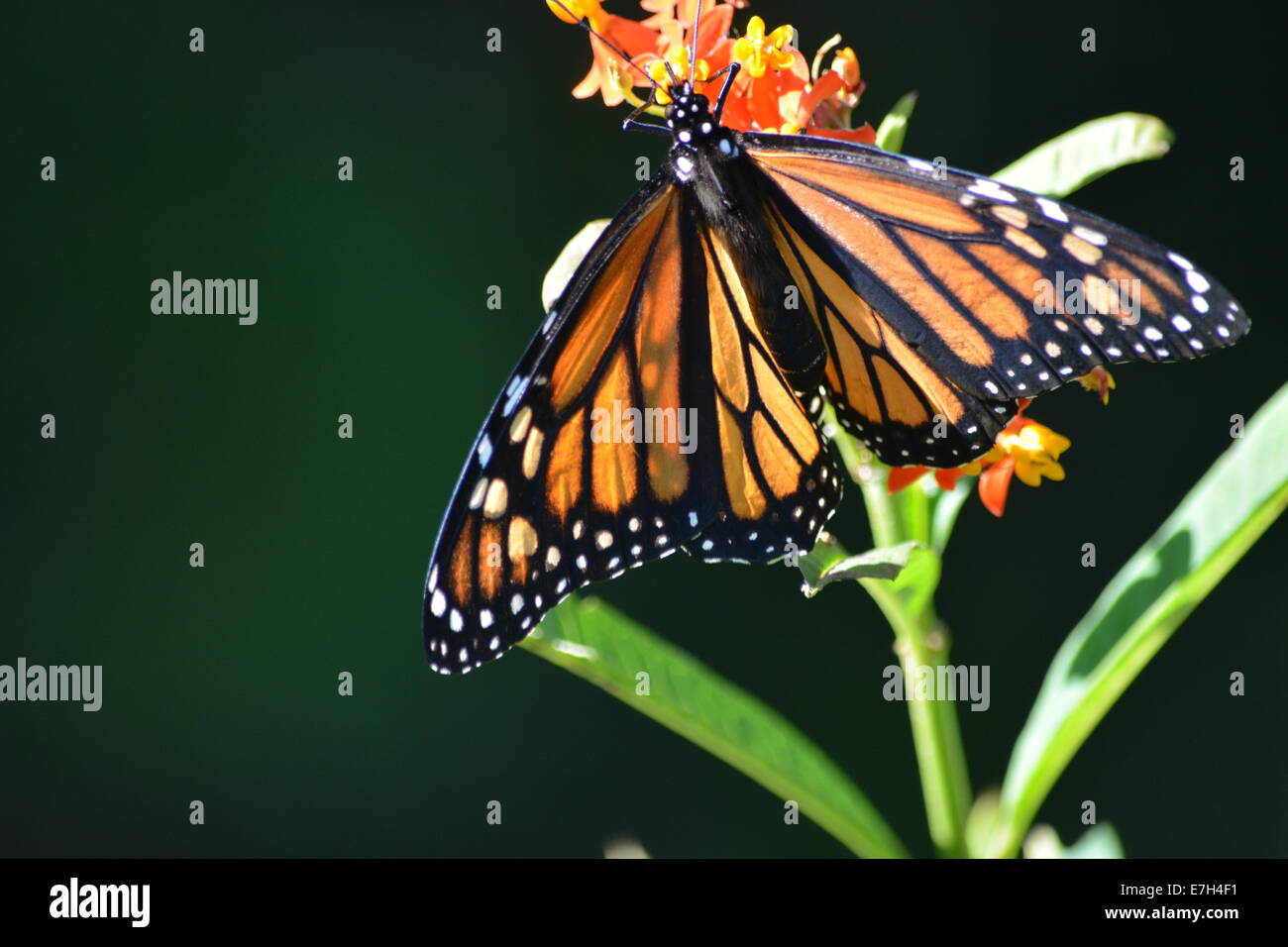 insect monarch butterfly Stock Photo - Alamy