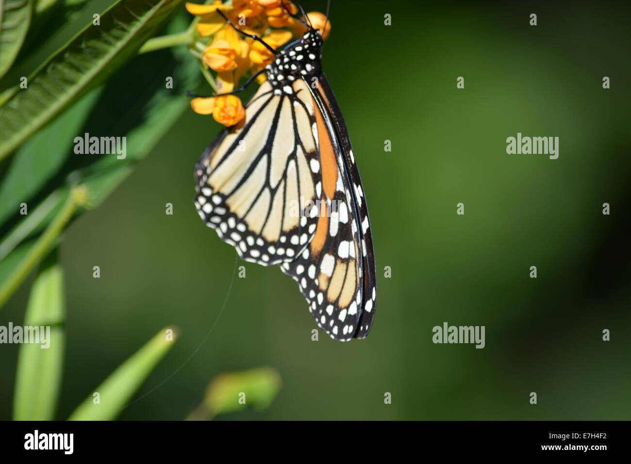 insect monarch butterfly Stock Photo - Alamy