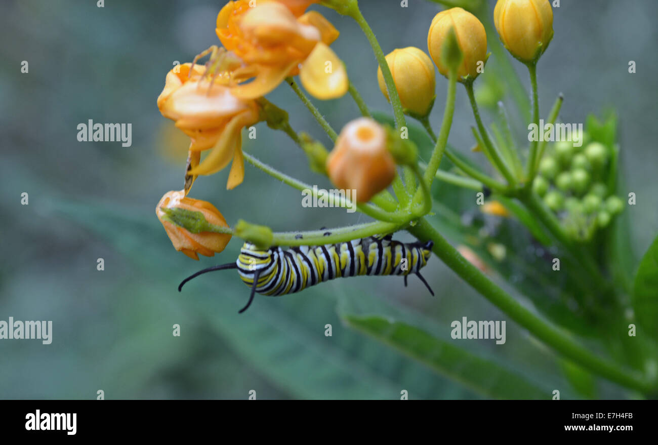 insect monarch caterpillar Stock Photo - Alamy