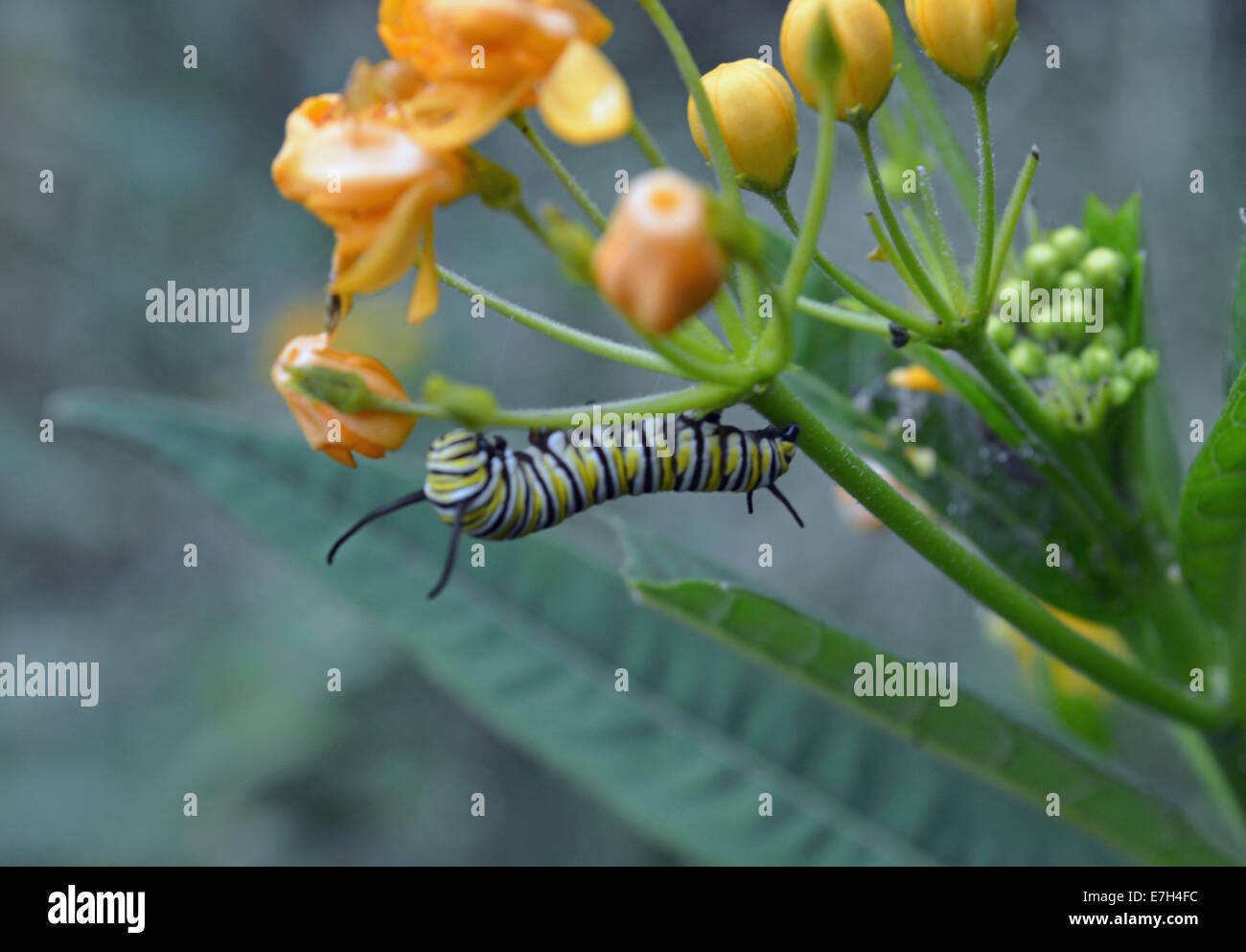 insect monarch caterpillar Stock Photo - Alamy