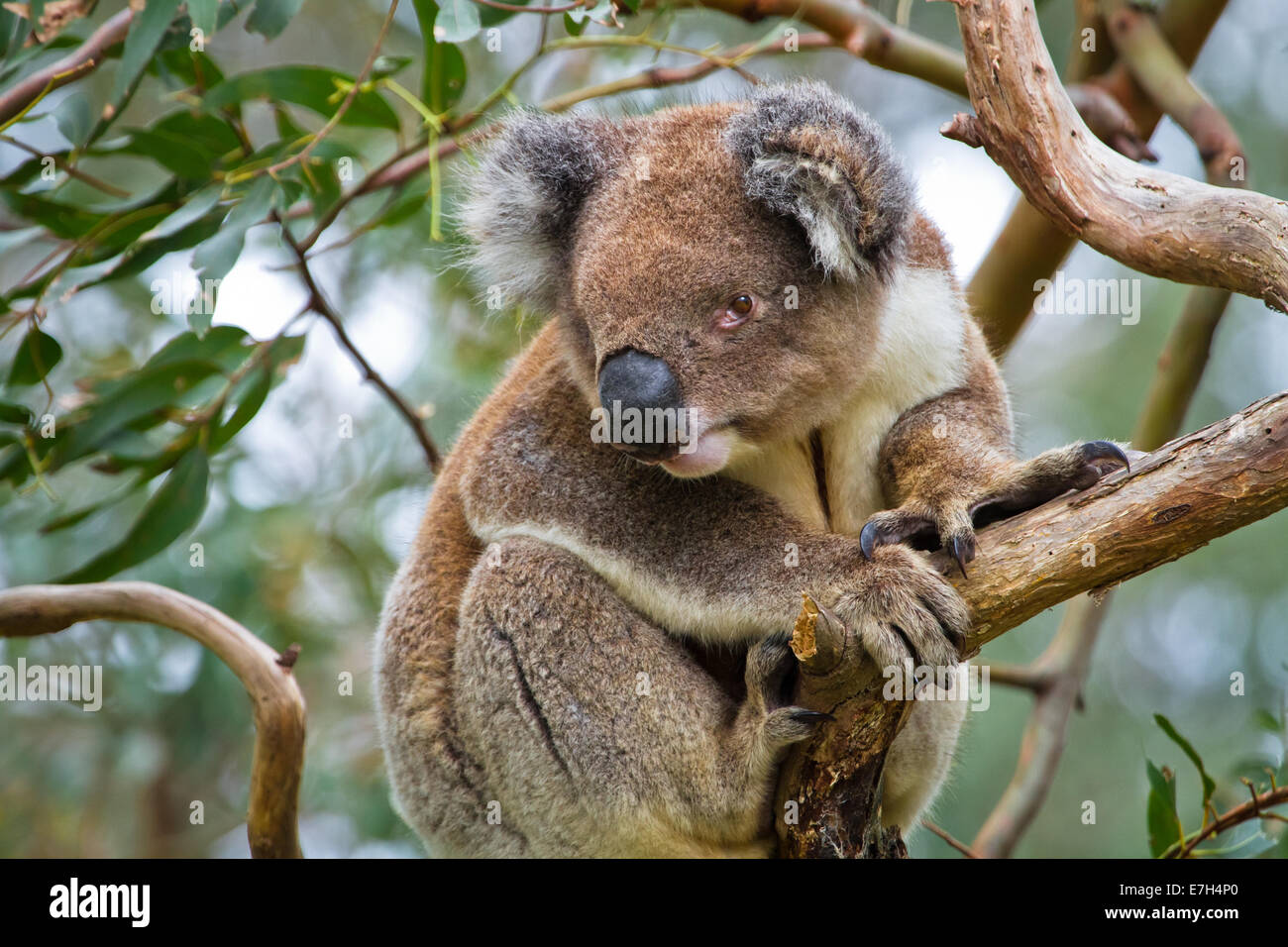Wild Koala in Australia Stock Photo - Alamy