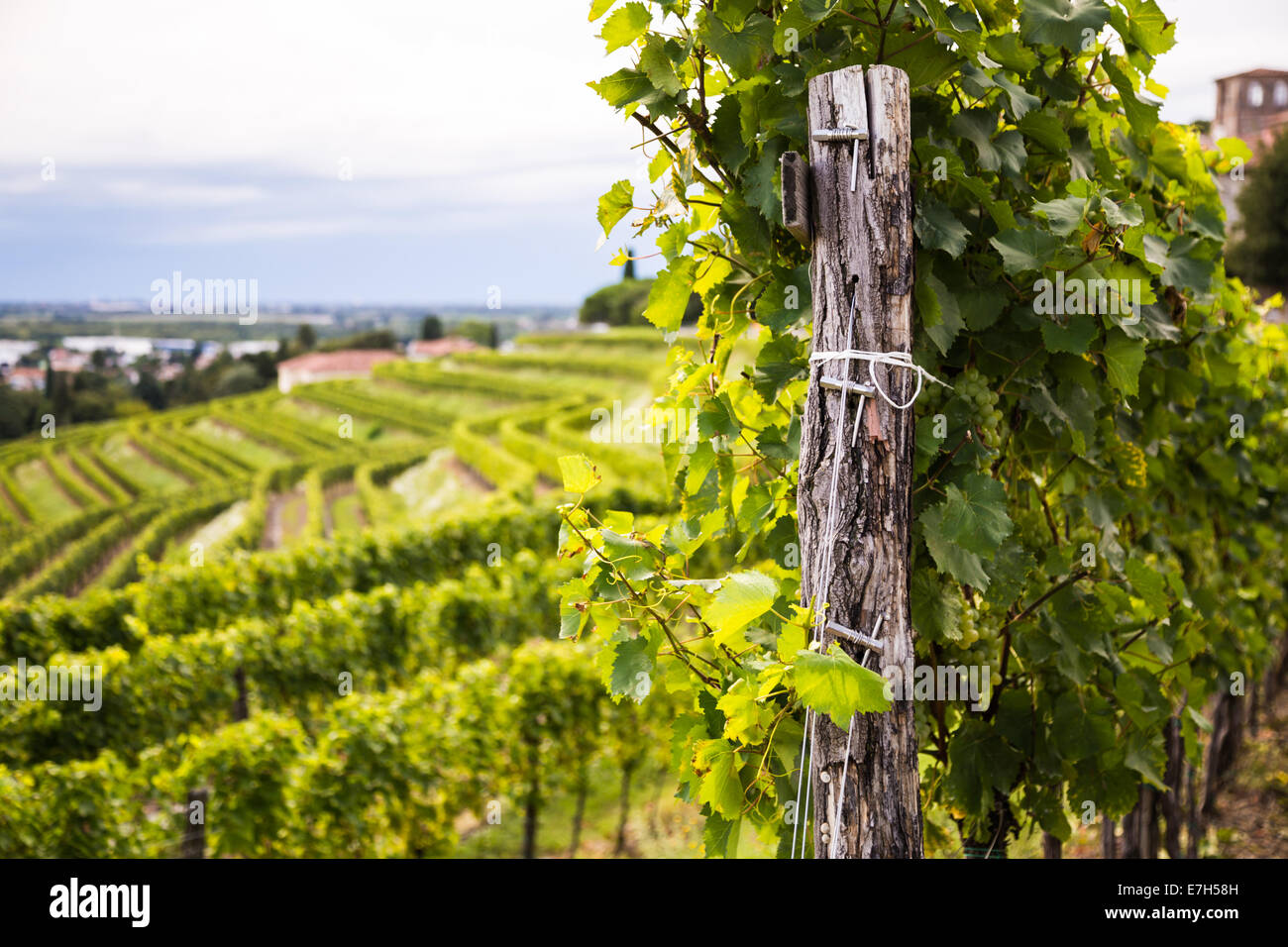 grapevine cultivation in the italian countryside in a stormy summer day ...