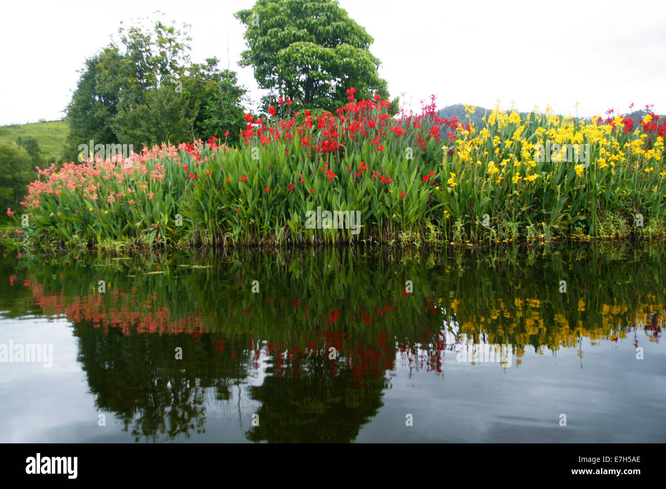 A large patch of pink, red and yellow canna lilies on the edge of a ...