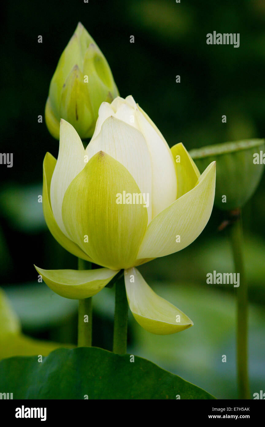 Lotus cream hi-res stock photography and images - Alamy