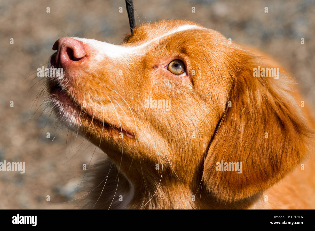 Head shot of a Nova Scotia Duck Tolling Retriever Stock Photo - Alamy