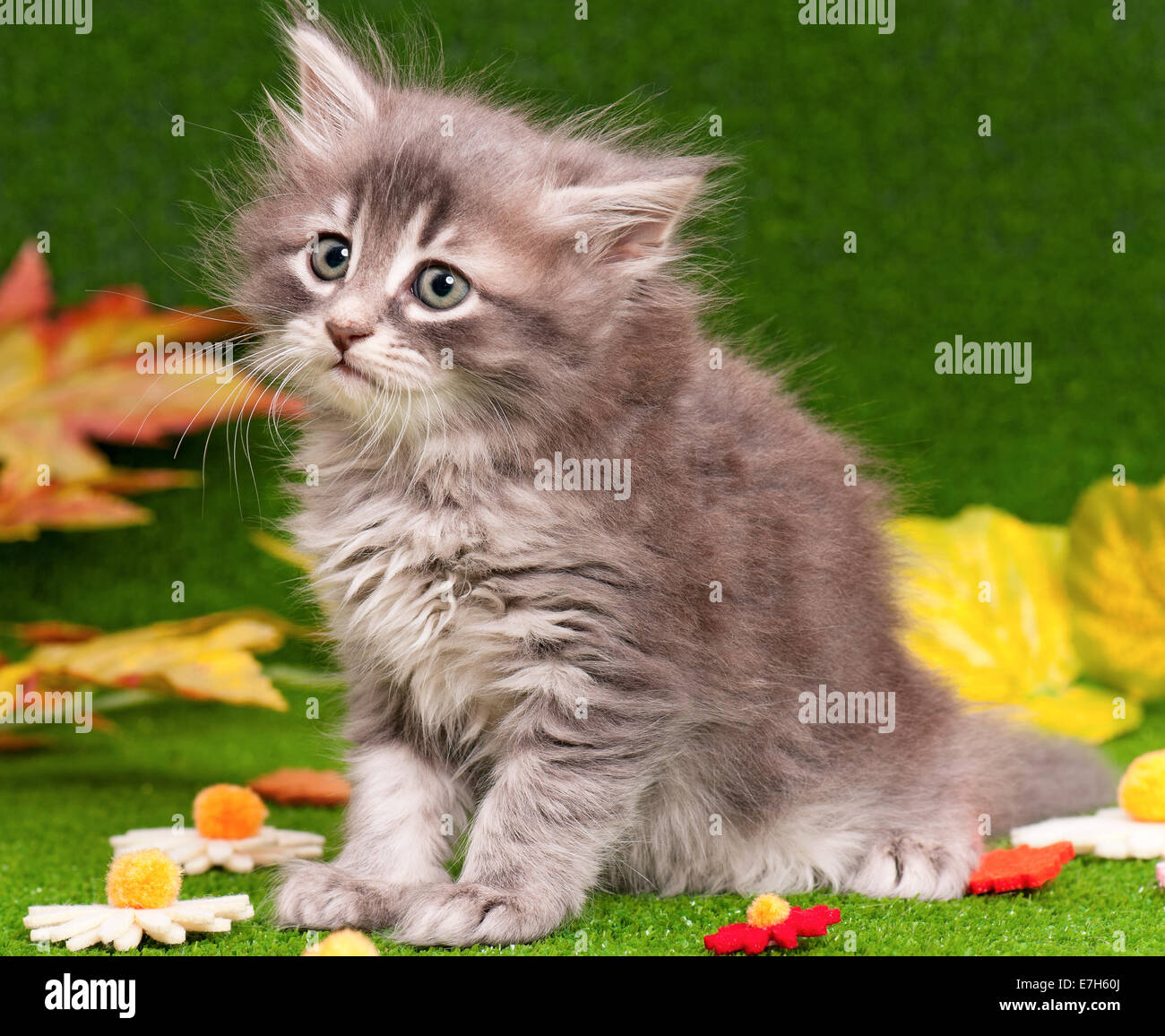 Cute gray kitten Stock Photo - Alamy