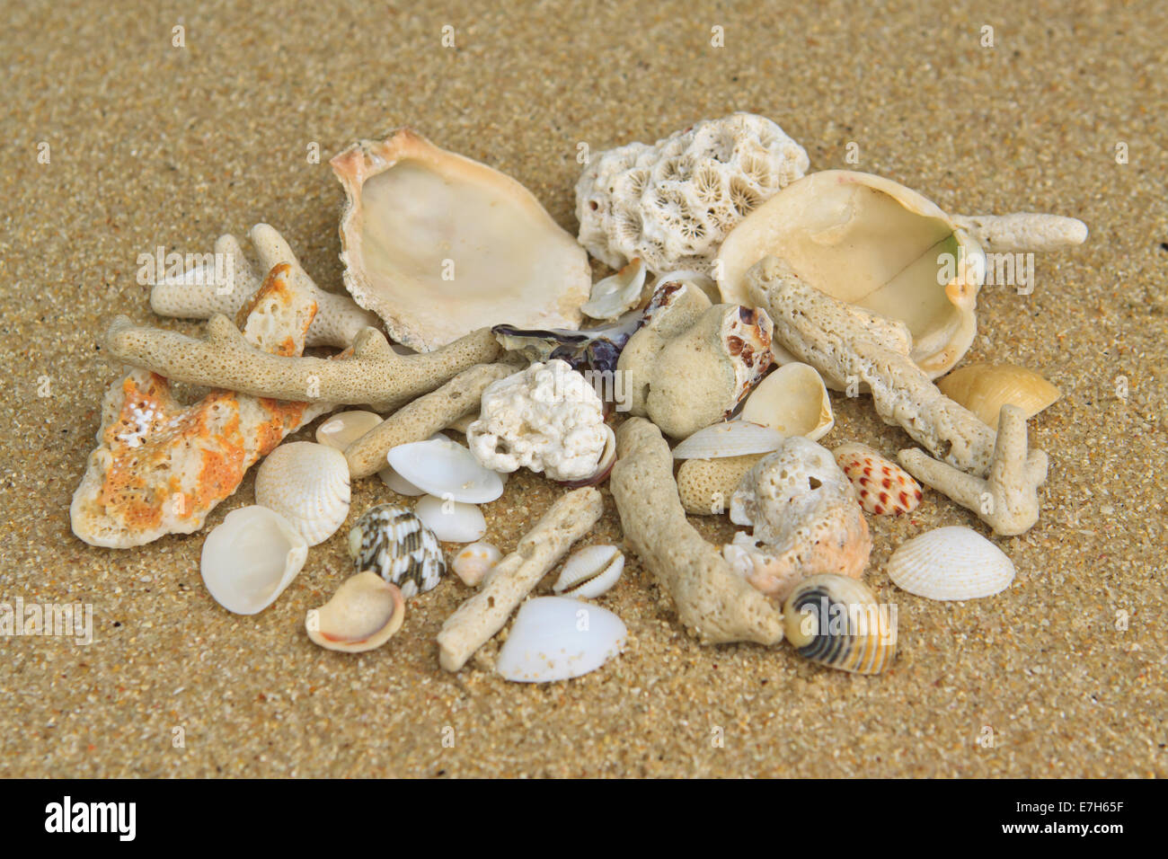 Different shells and corals on the send Stock Photo - Alamy