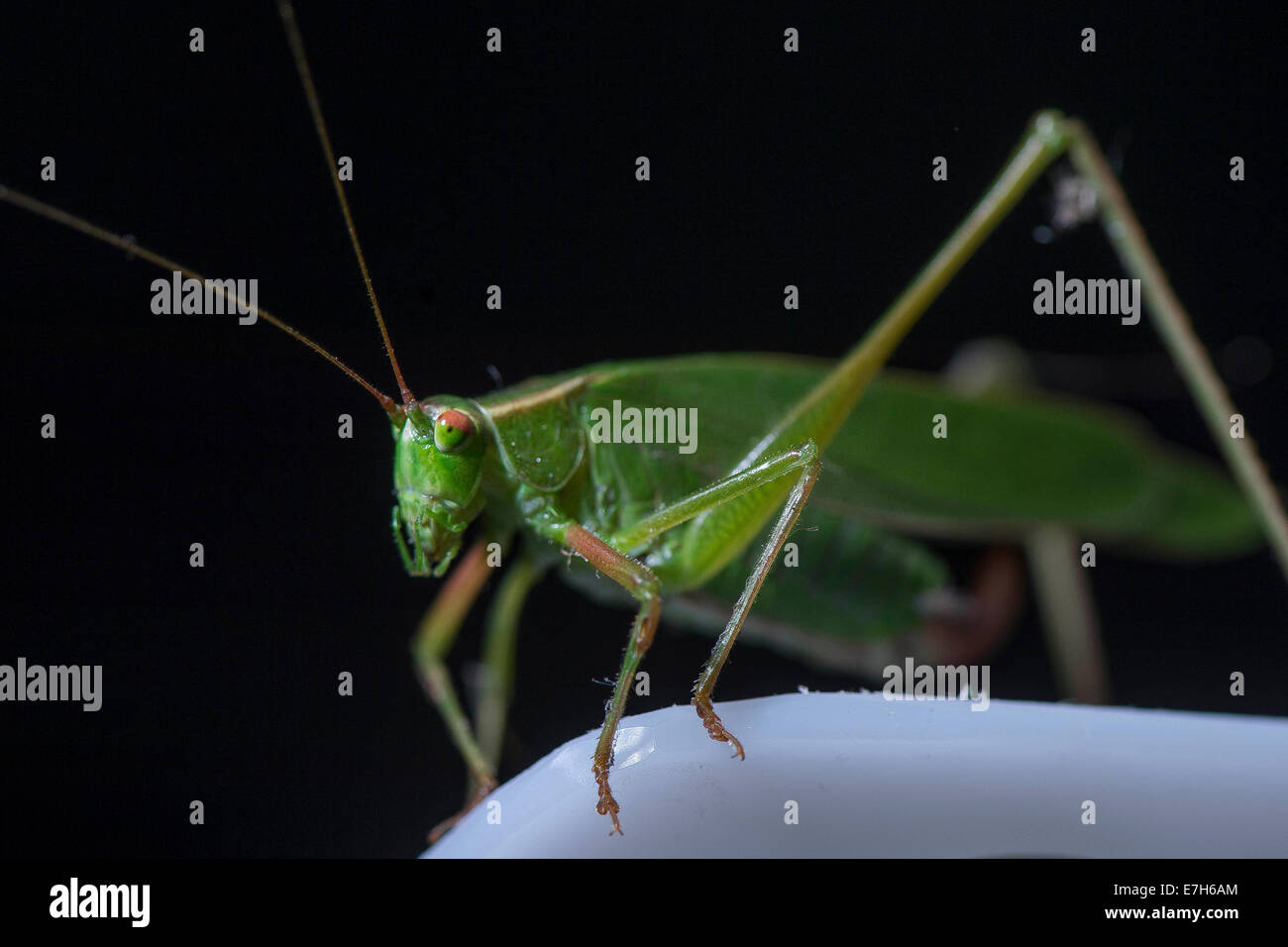 Every continent except antarctica hi-res stock photography and images ...