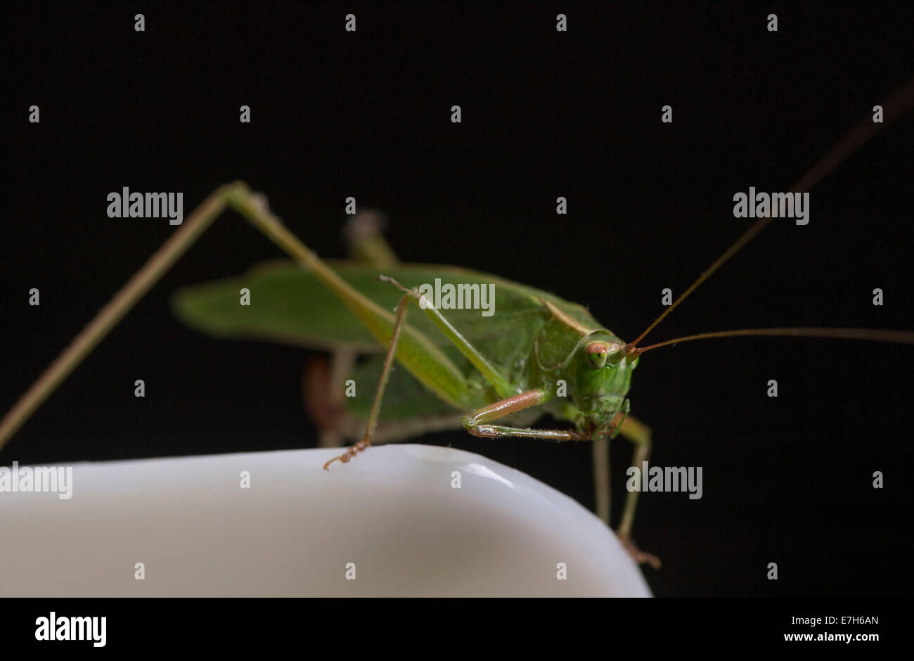 Every continent except antarctica hi-res stock photography and images ...