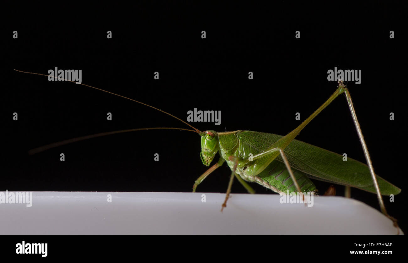 Every continent except antarctica hi-res stock photography and images ...