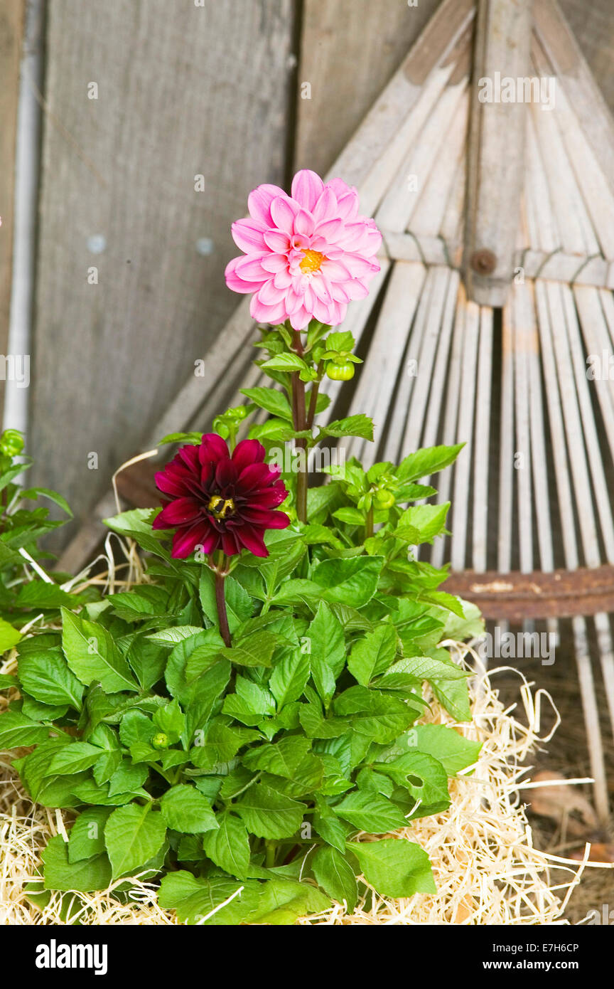 Dahlia dwarf flower hi-res stock photography and images - Alamy