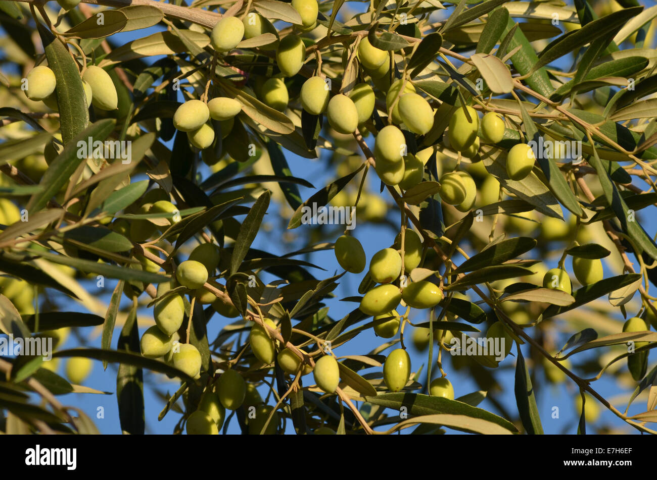 Close up of olive tree with fresh green olives Stock Photo - Alamy