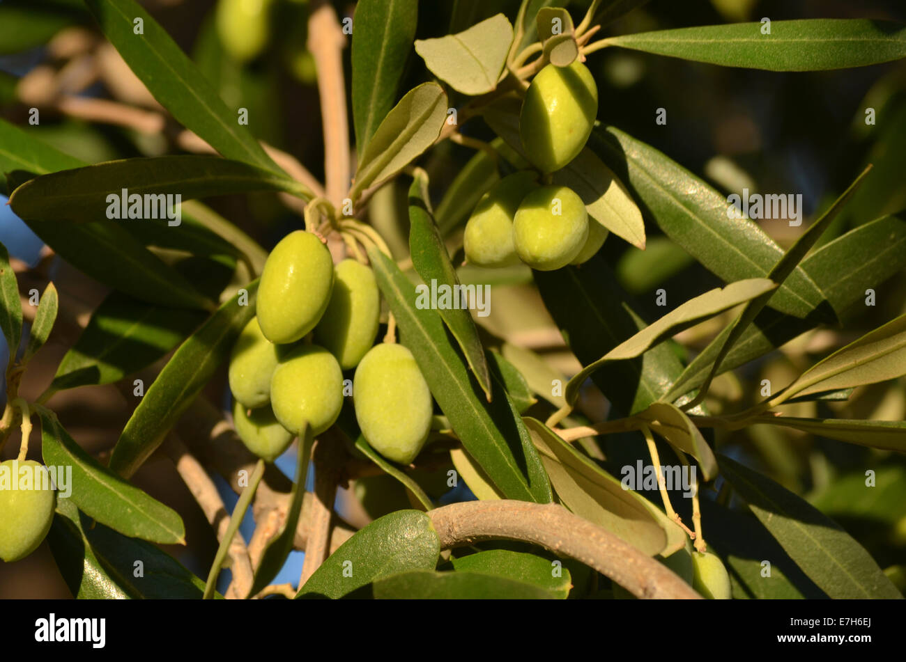 Close up of olive tree with fresh green olives Stock Photo - Alamy