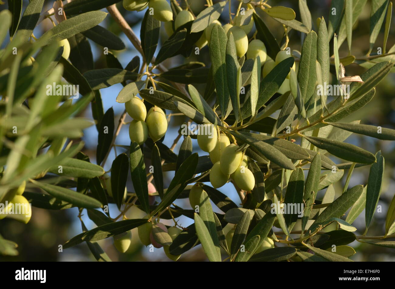 Close up olive tree hi-res stock photography and images - Alamy