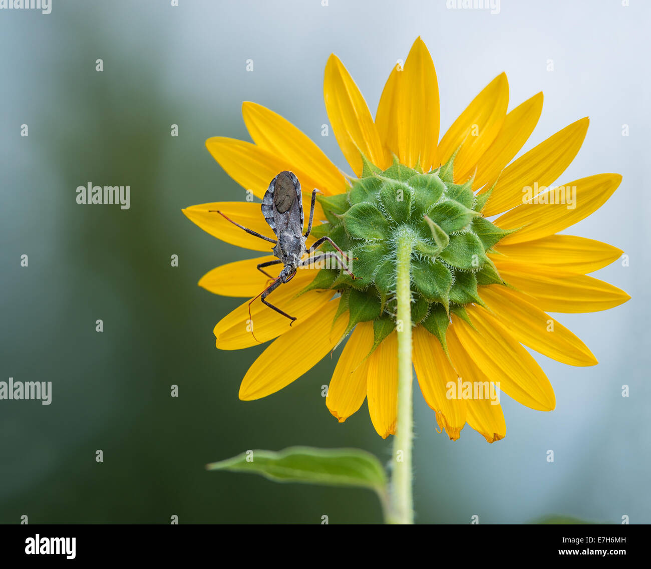 Sunflower with bug hi-res stock photography and images - Alamy