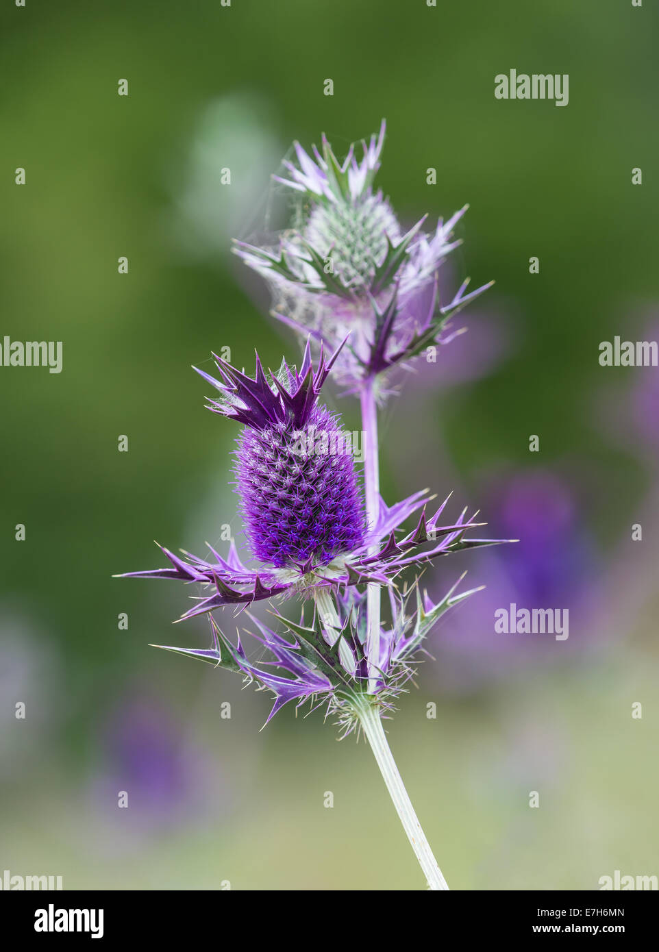 Purple blossom of Eryngium Leavenworthii wildflower, natural green ...
