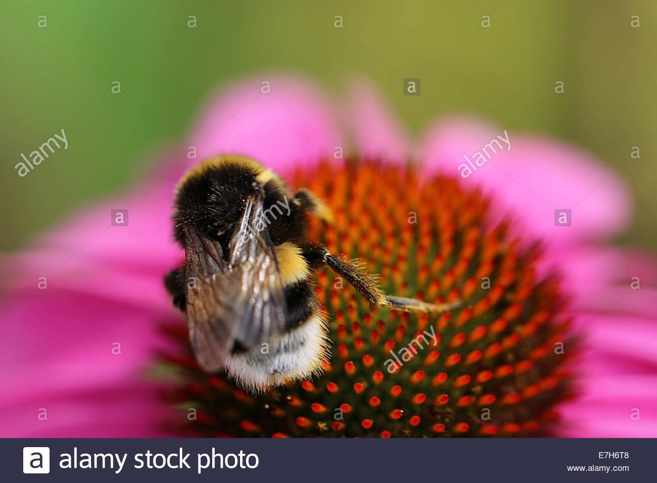 WHITE-TAILED BUMBLE BEE ON ECHINACEA FLOWER, in South West France Stock ...