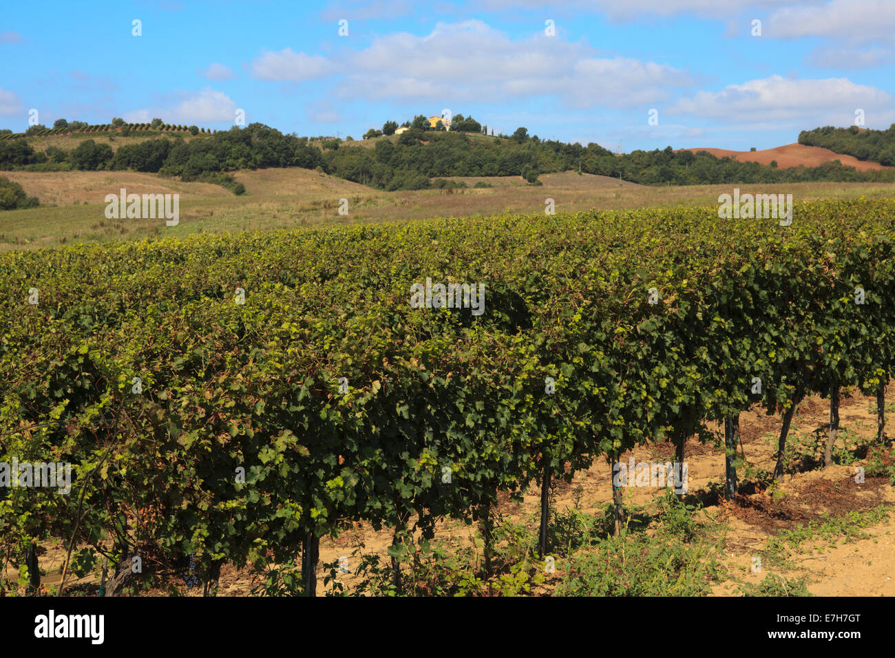 Vineyard, Scansano, Grosseto, Tuscany, Italy Stock Photo - Alamy