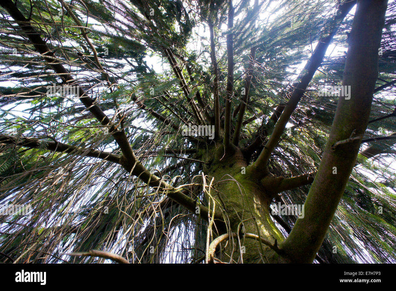 Rays of light beaming through branches of a coniferous tree Stock Photo ...