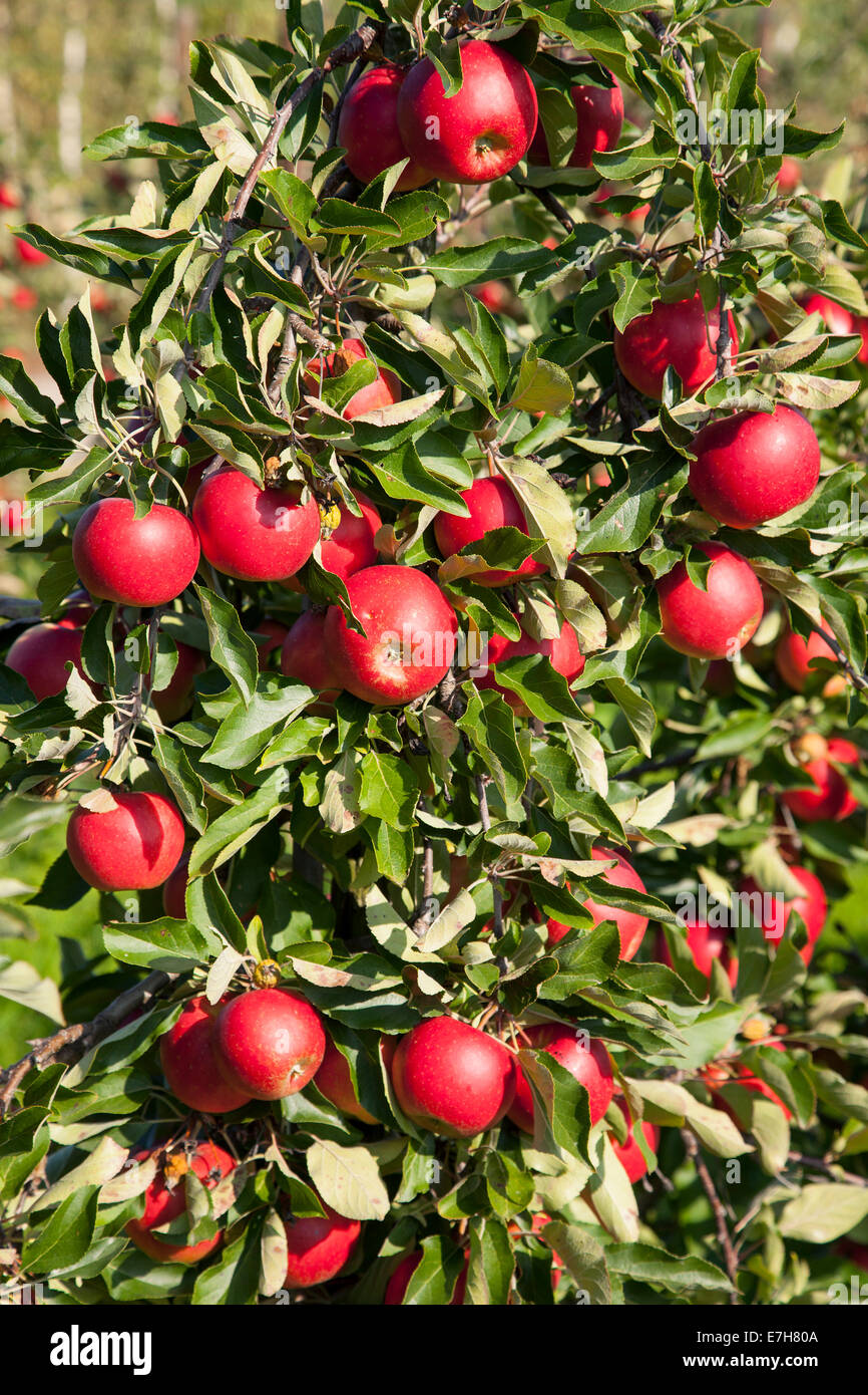 tree full of ripe red apples in closeup Stock Photo - Alamy