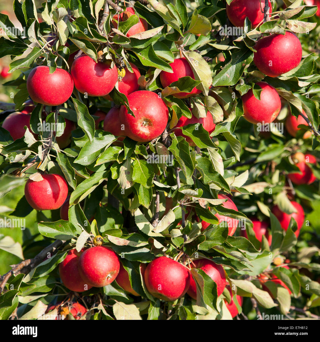 Apple tree ripe rich not crab hi-res stock photography and images - Alamy