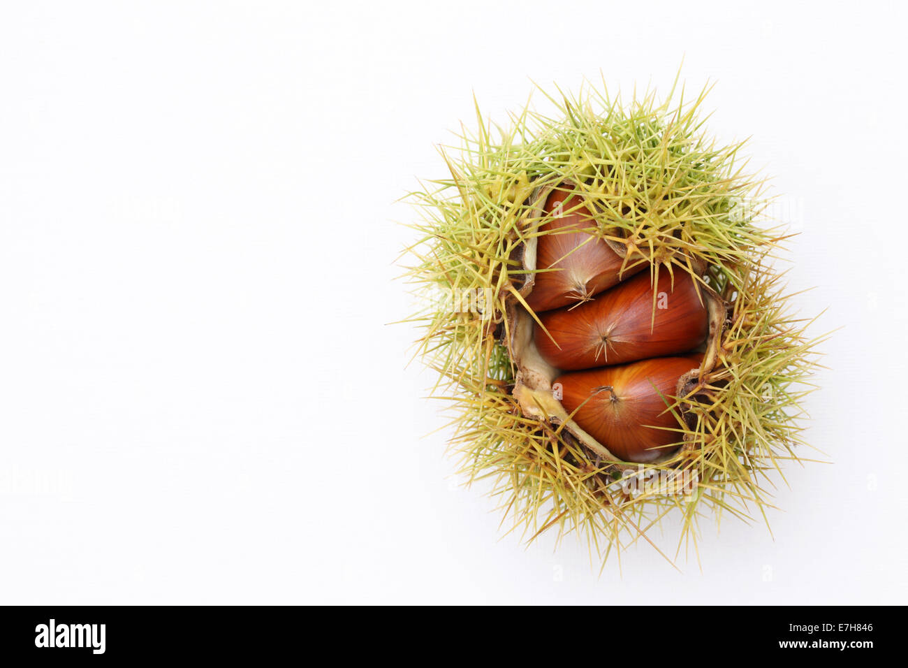 Bur seed hi-res stock photography and images - Alamy