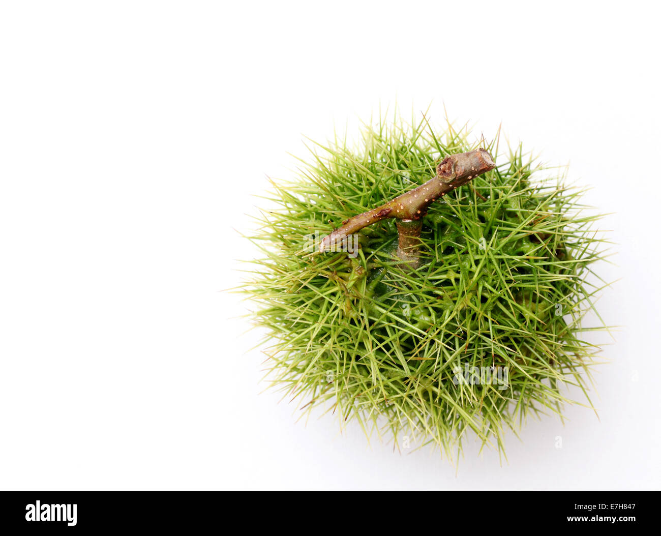 Bur seed hi-res stock photography and images - Alamy