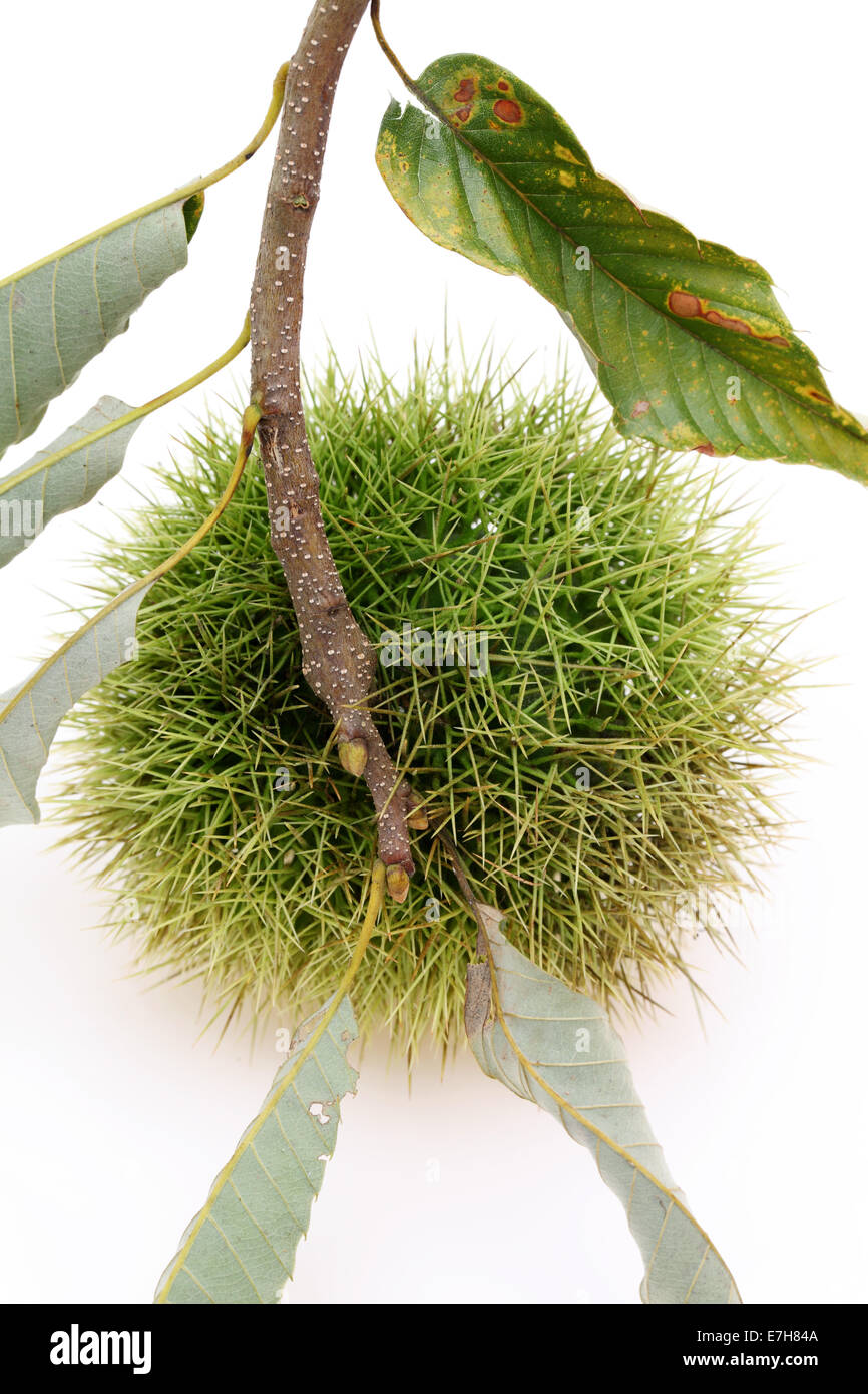 Chestnut Bur High Resolution Stock Photography and Images - Alamy