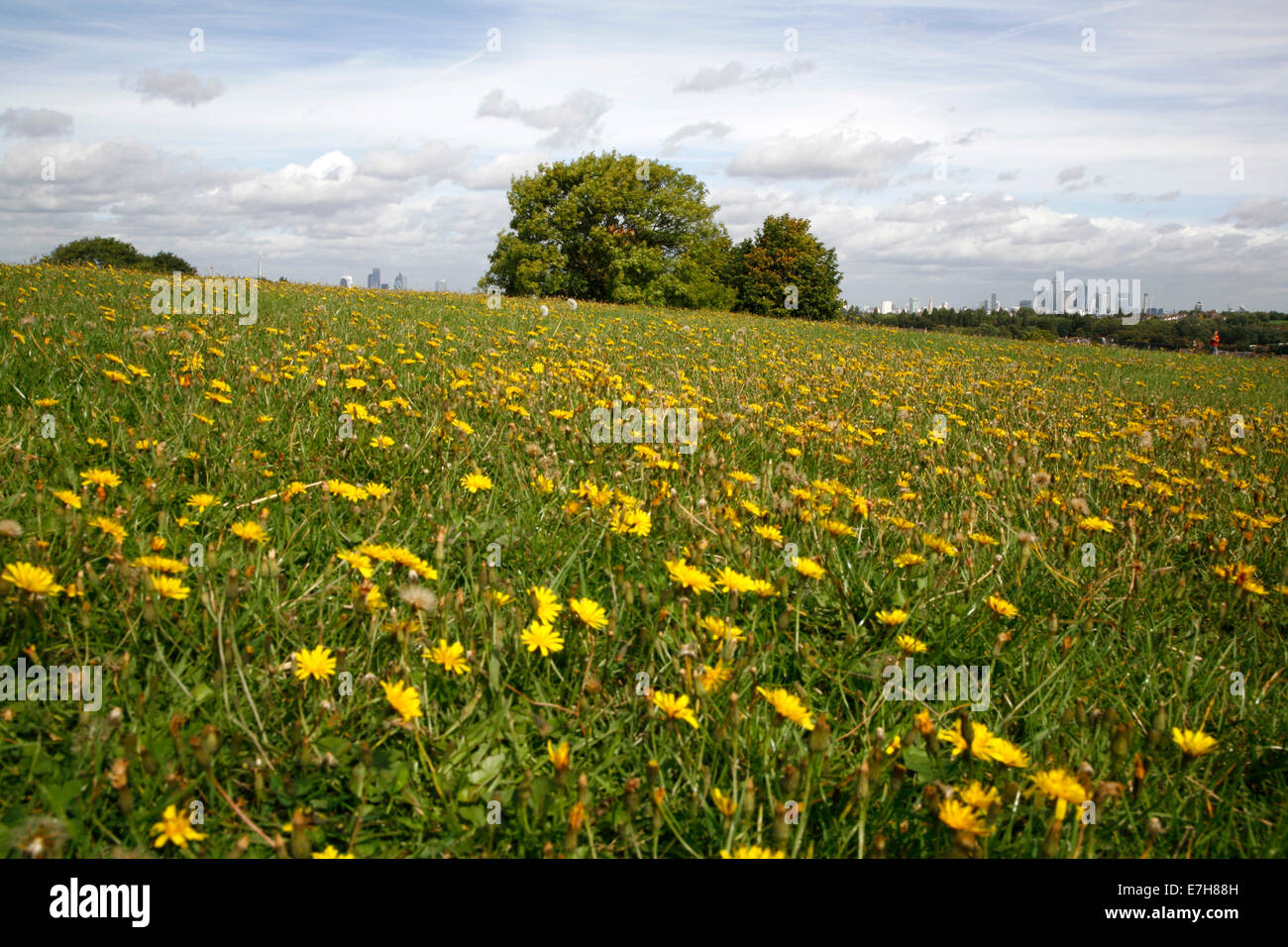 Distant view of central London and Canary Wharf skyline from Blythe ...