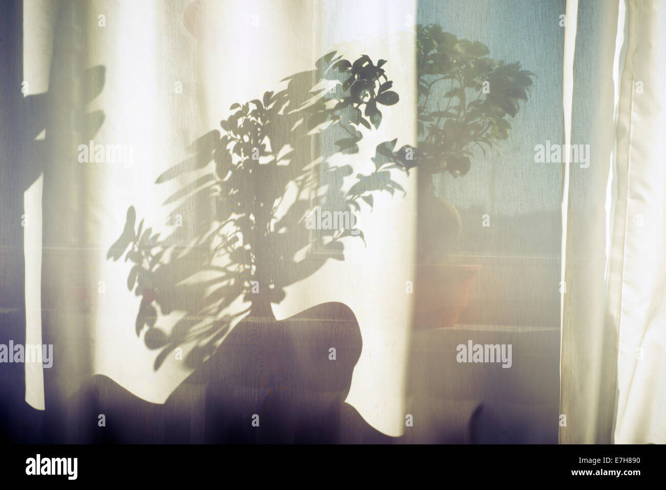 home plant morning shadow on transparent window curtain Stock Photo - Alamy