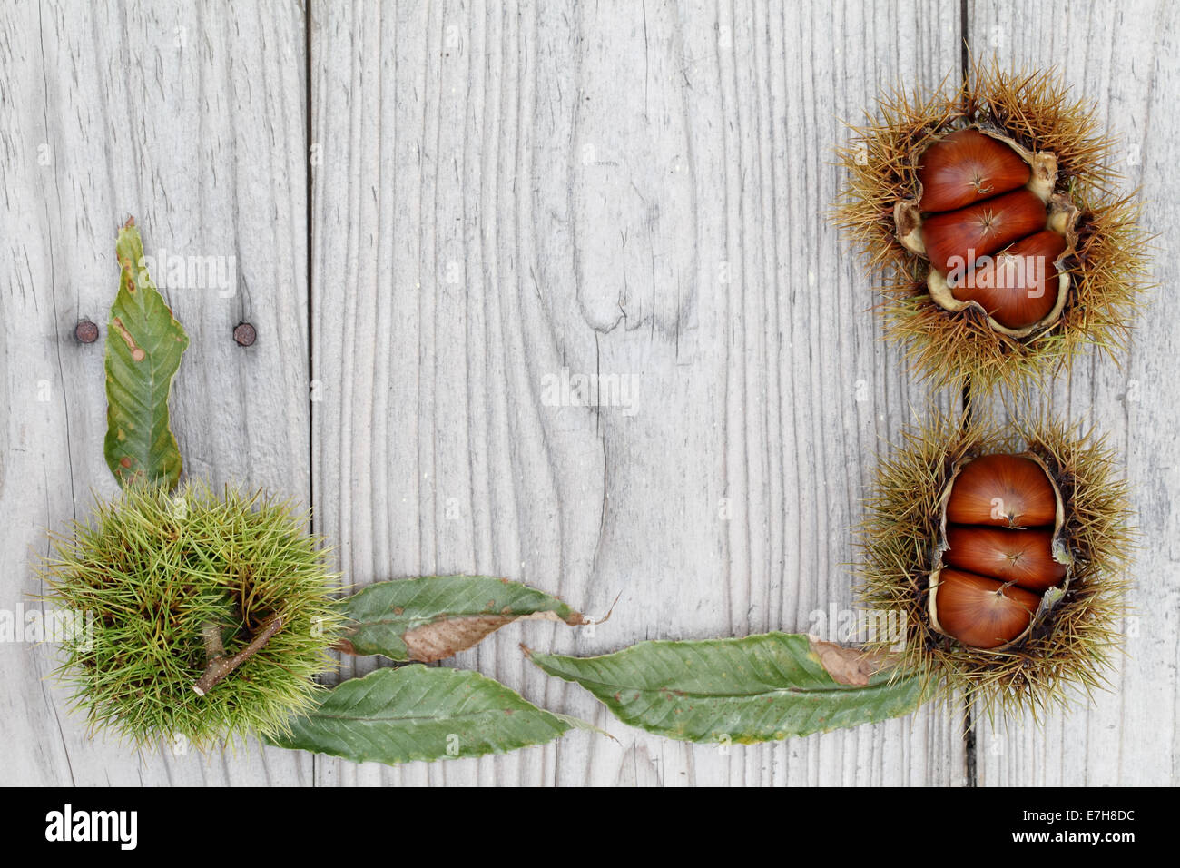 Bur background hi-res stock photography and images - Alamy