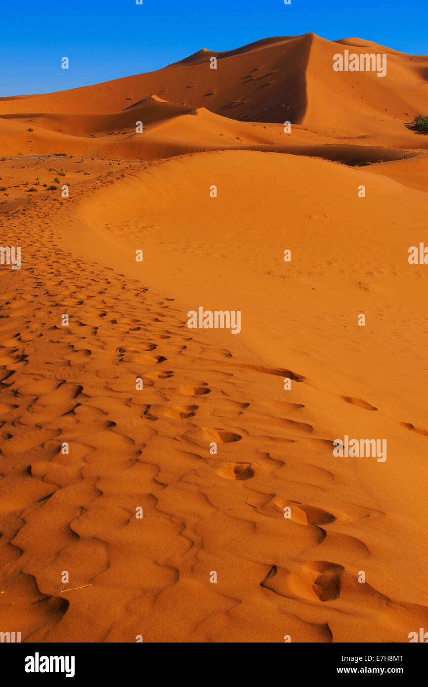 The Great Merzouga Dune, Erg Chebbi, Merzouga sand dunes, Sahara Desert ...