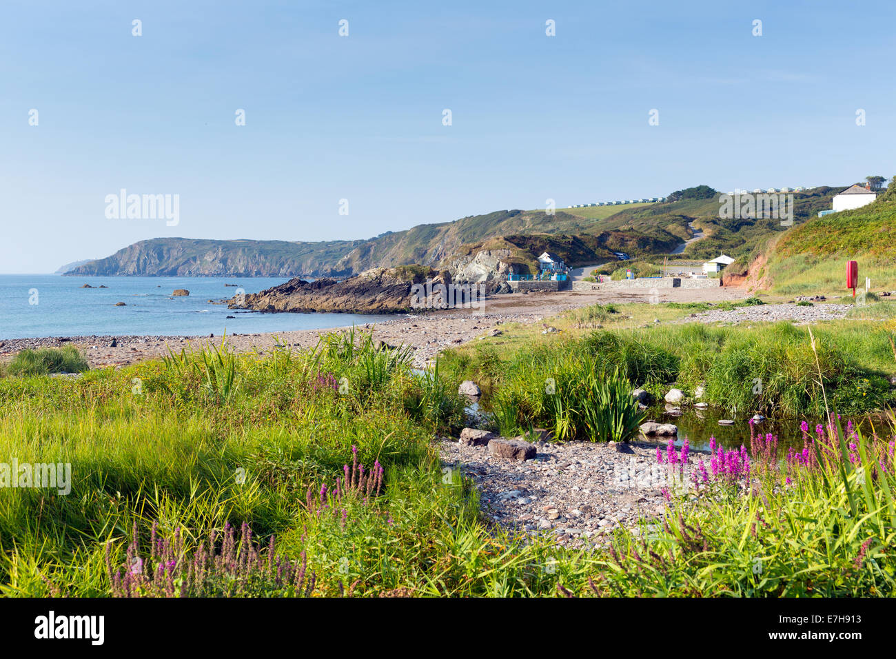 Pink flowers Kennack Sands beach Cornwall the Lizard Heritage coast ...