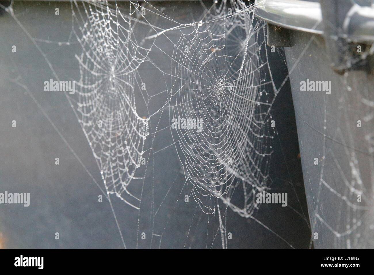 North Yorkshire, UK. 18th September, 2014. UK Weather. The dew hangs ...
