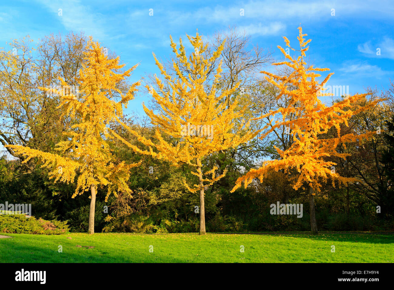 Blue sky and golden colored trees hi-res stock photography and images ...