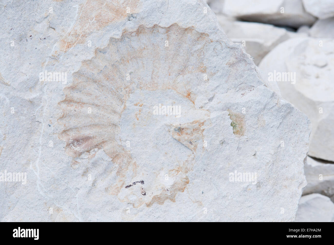 Ammonite from the Cretaceous chalk cliffs at Cow Gap, near Eastbourne ...