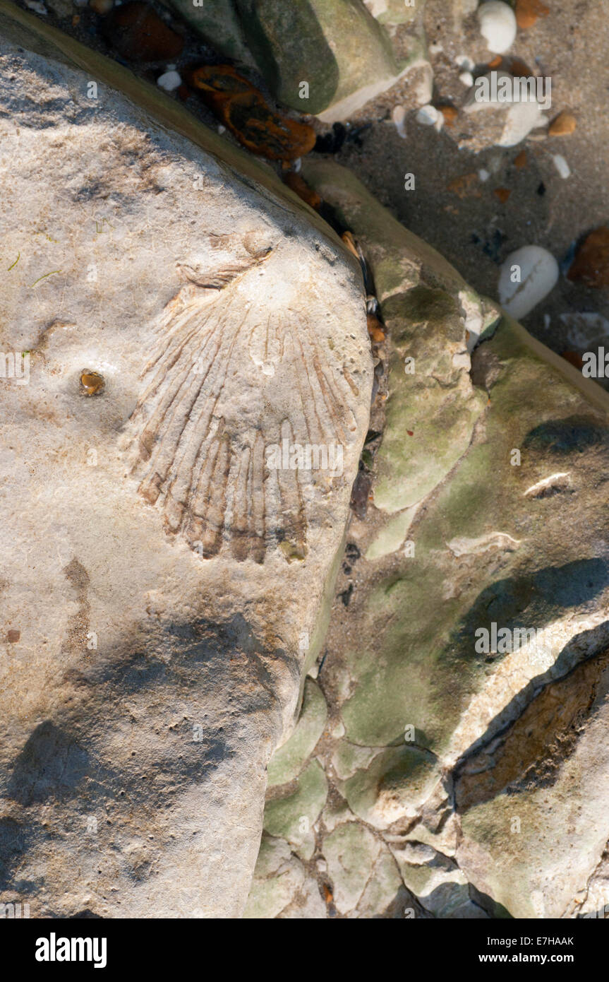 Fossil bivalve shell hi-res stock photography and images - Alamy