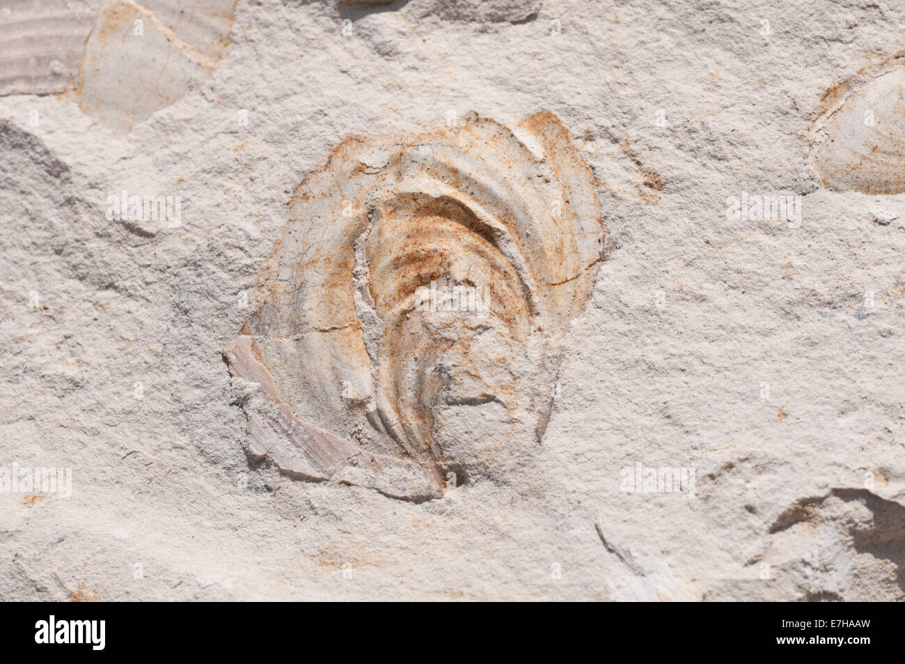 Fossil brachiopod of the genus Inoceramus from the chalk (Cretaceous ...
