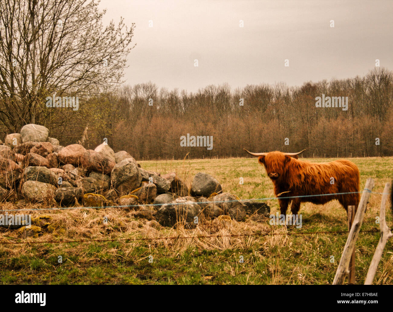 Hardy cattle breed hi-res stock photography and images - Alamy