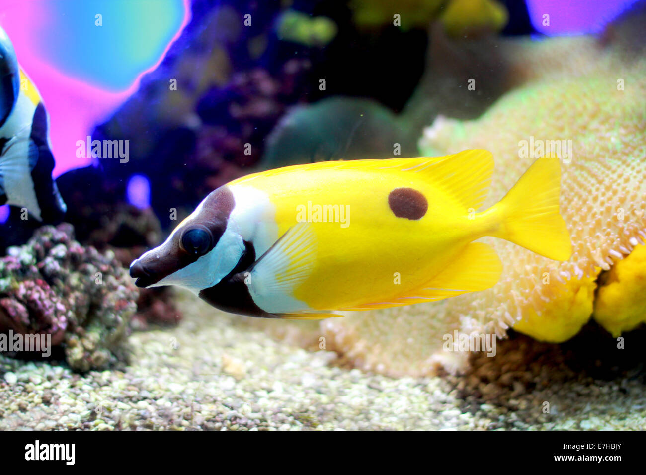 Tropical colorful yellow fish swimming in aquarium with plants Stock ...